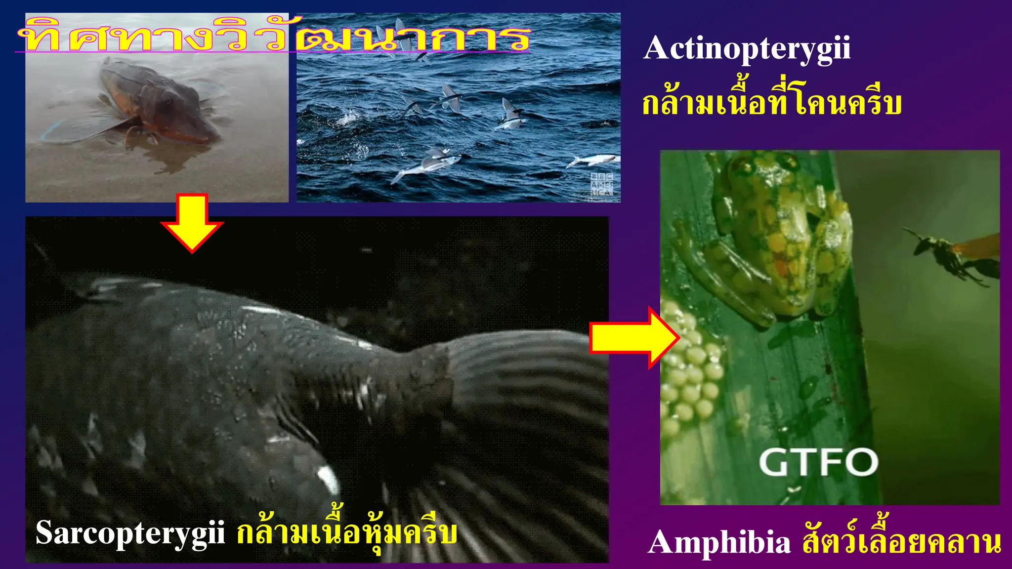 Vertebrates_Part 2 Pisces.pdf