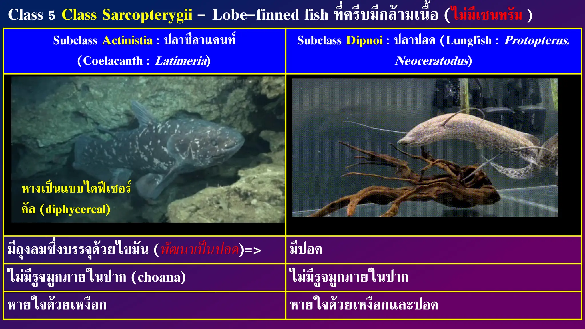 Vertebrates_Part 2 Pisces.pdf