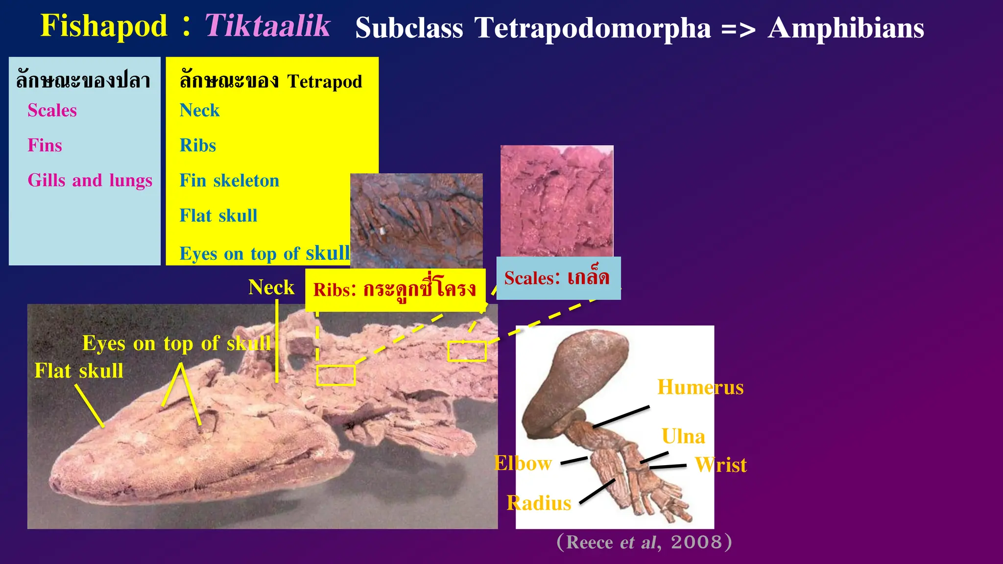 Vertebrates_Part 2 Pisces.pdf