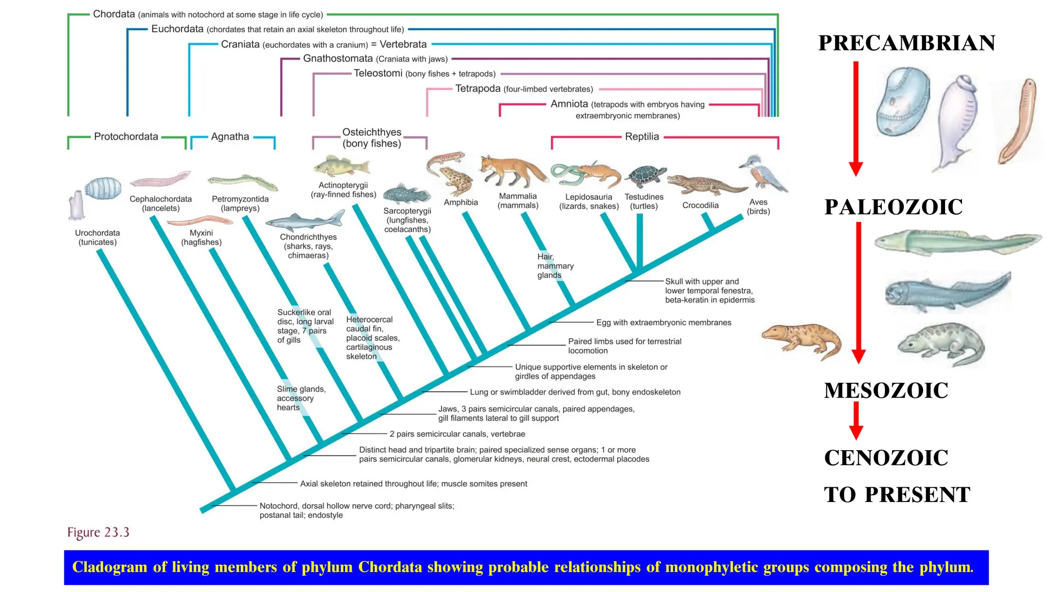Vertebrates_Part 2 Pisces.pdf
