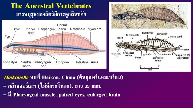 Vertebrates_Part 2 Pisces.pdf