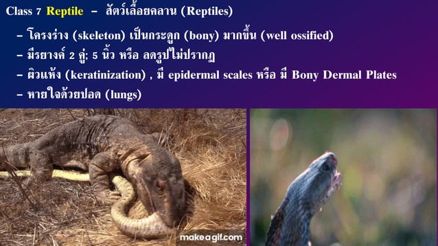 Vertebrates_Part 3 Amphibian and Reptile.pdf