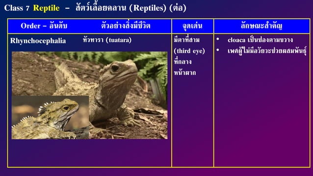 Vertebrates_Part 3 Amphibian and Reptile.pdf