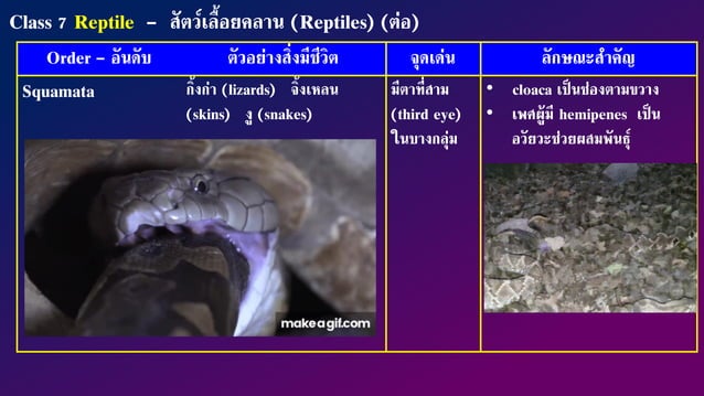 Vertebrates_Part 3 Amphibian and Reptile.pdf