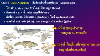 Vertebrates_Part 3 Amphibian and Reptile.pdf