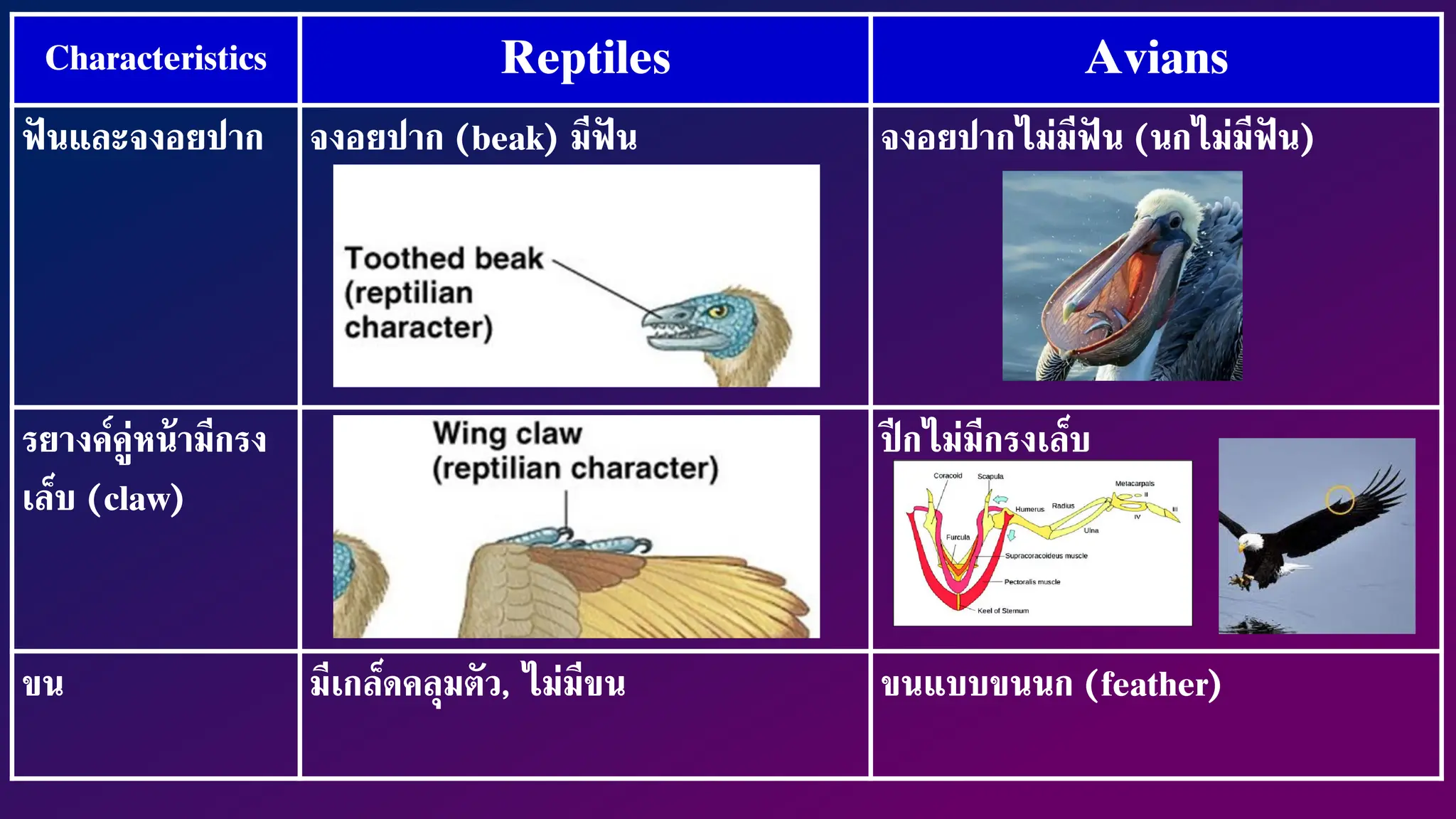 Vertebrates_Part 4 Aves and Mammal.pdf