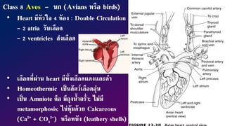 Vertebrates_Part 4 Aves and Mammal.pdf