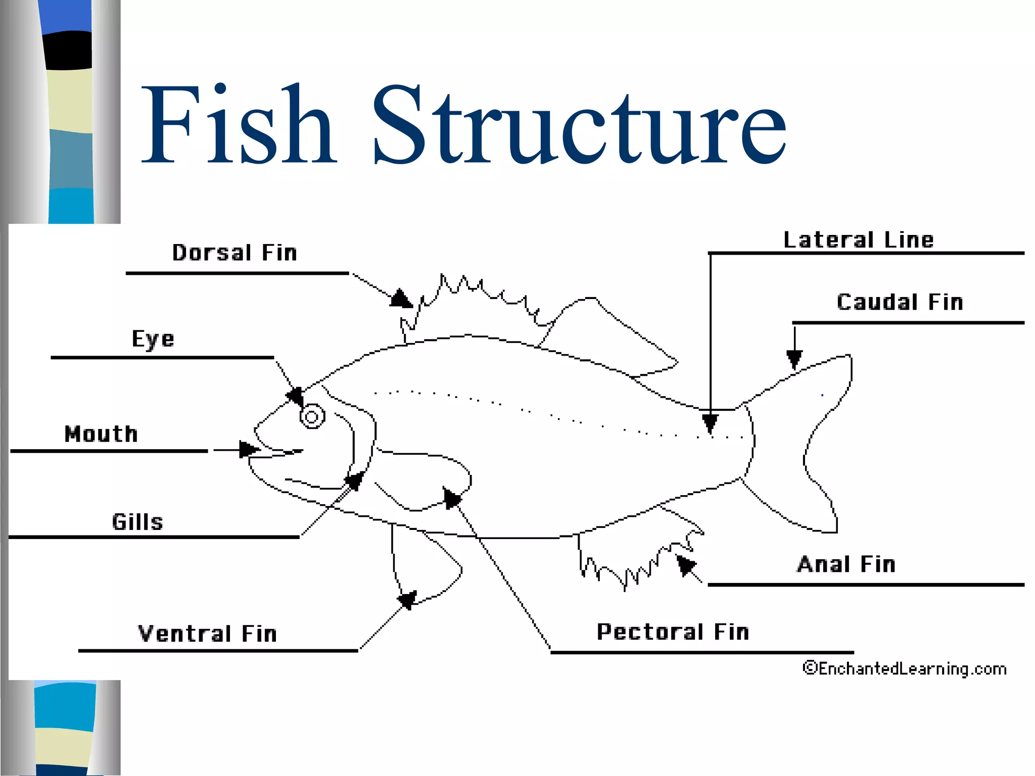 Vertebrates Part I | PPT