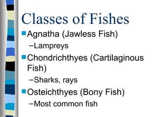 Vertebrates Part I | PPT