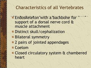 Vertebratespowerpoint | PPTX