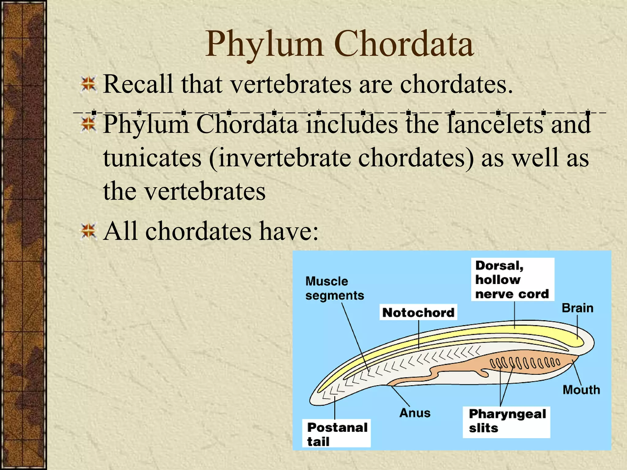 Vertebrates Powerpoint | PPTX