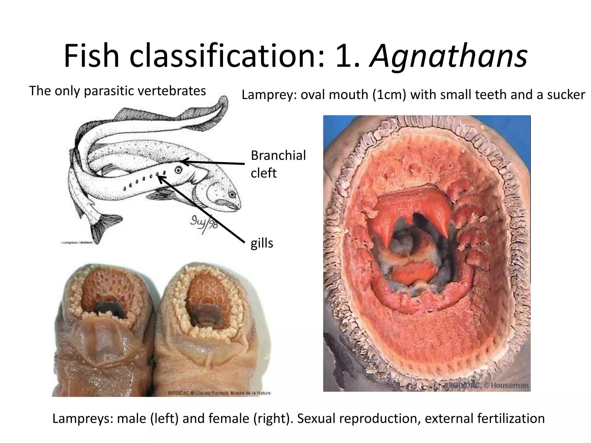 Vertebrates ppt | PDF