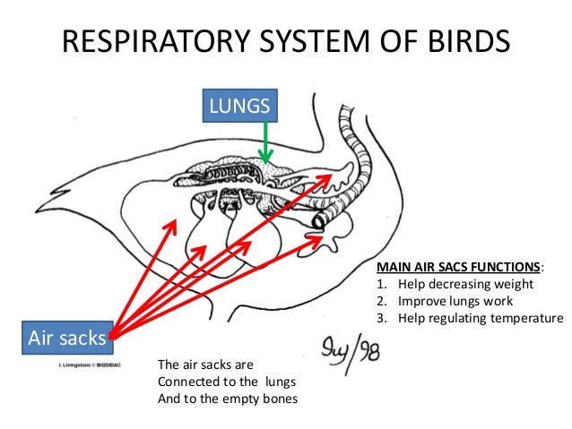 Vertebrates ppt