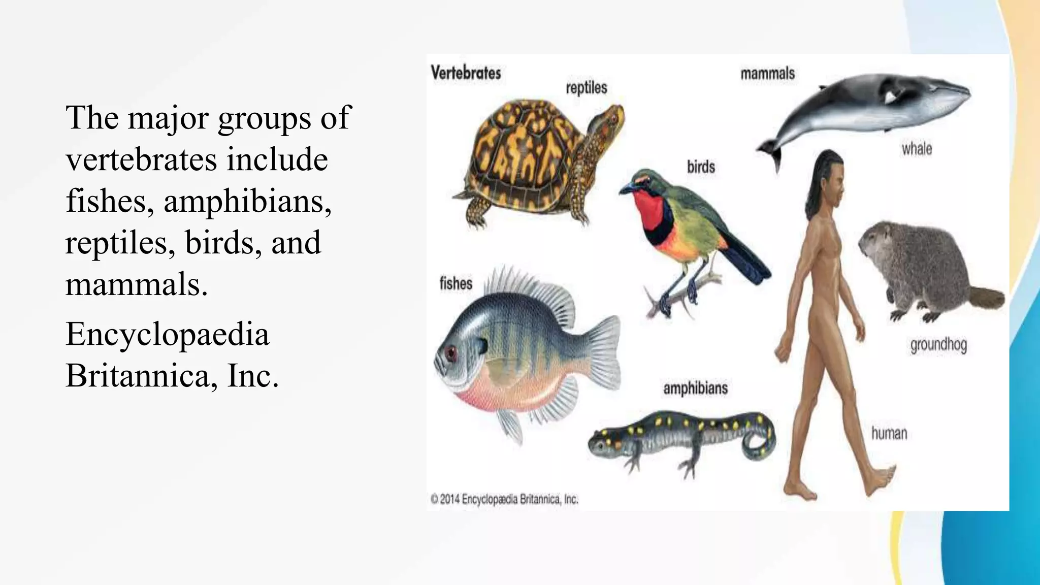 Vertebrates pptx | PPTX | Reptiles | Pets