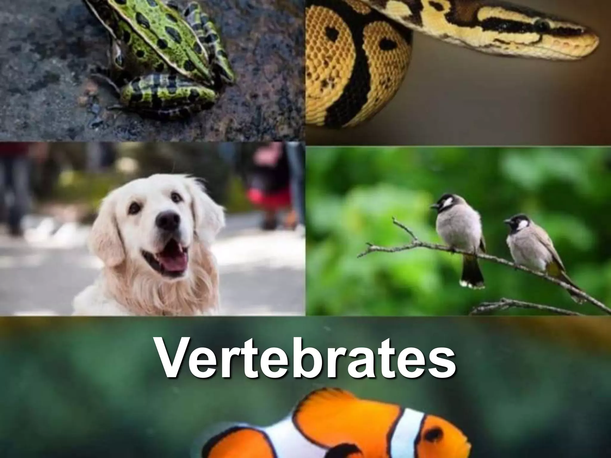 Vertebrates_Revised.ppt