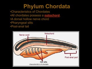 Vertebrates_Revised.ppt