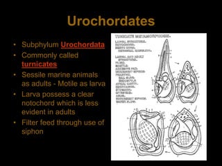 Vertebrates_Revised.ppt