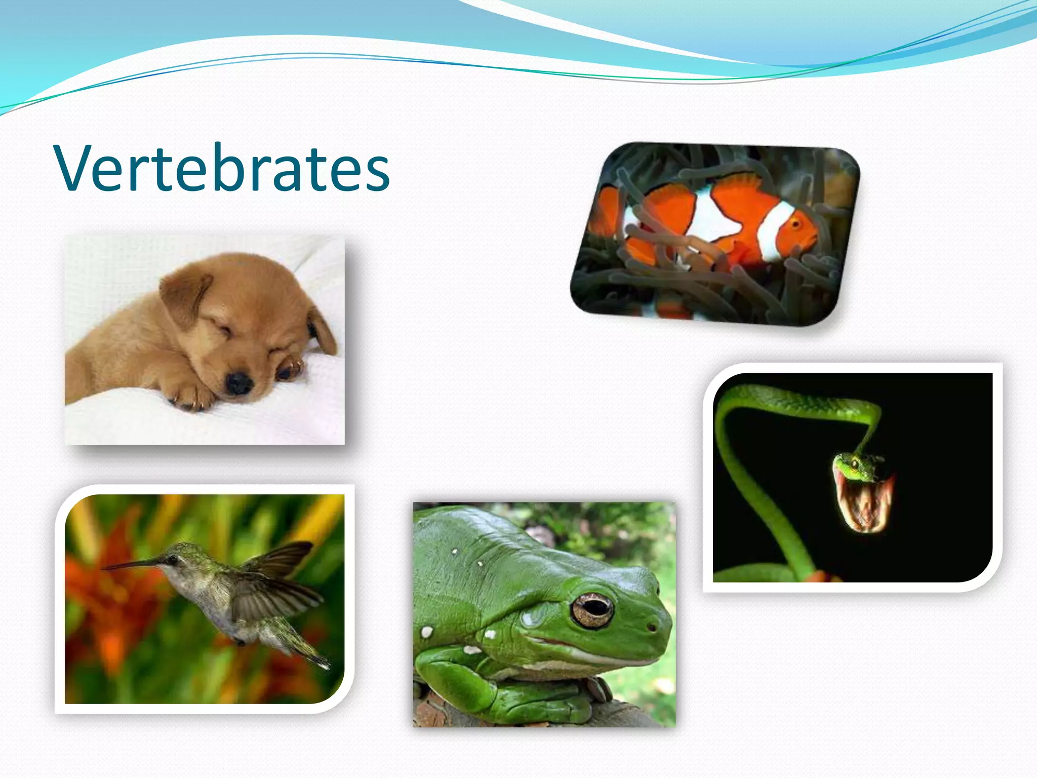 Vertebrates stages of life | PPT