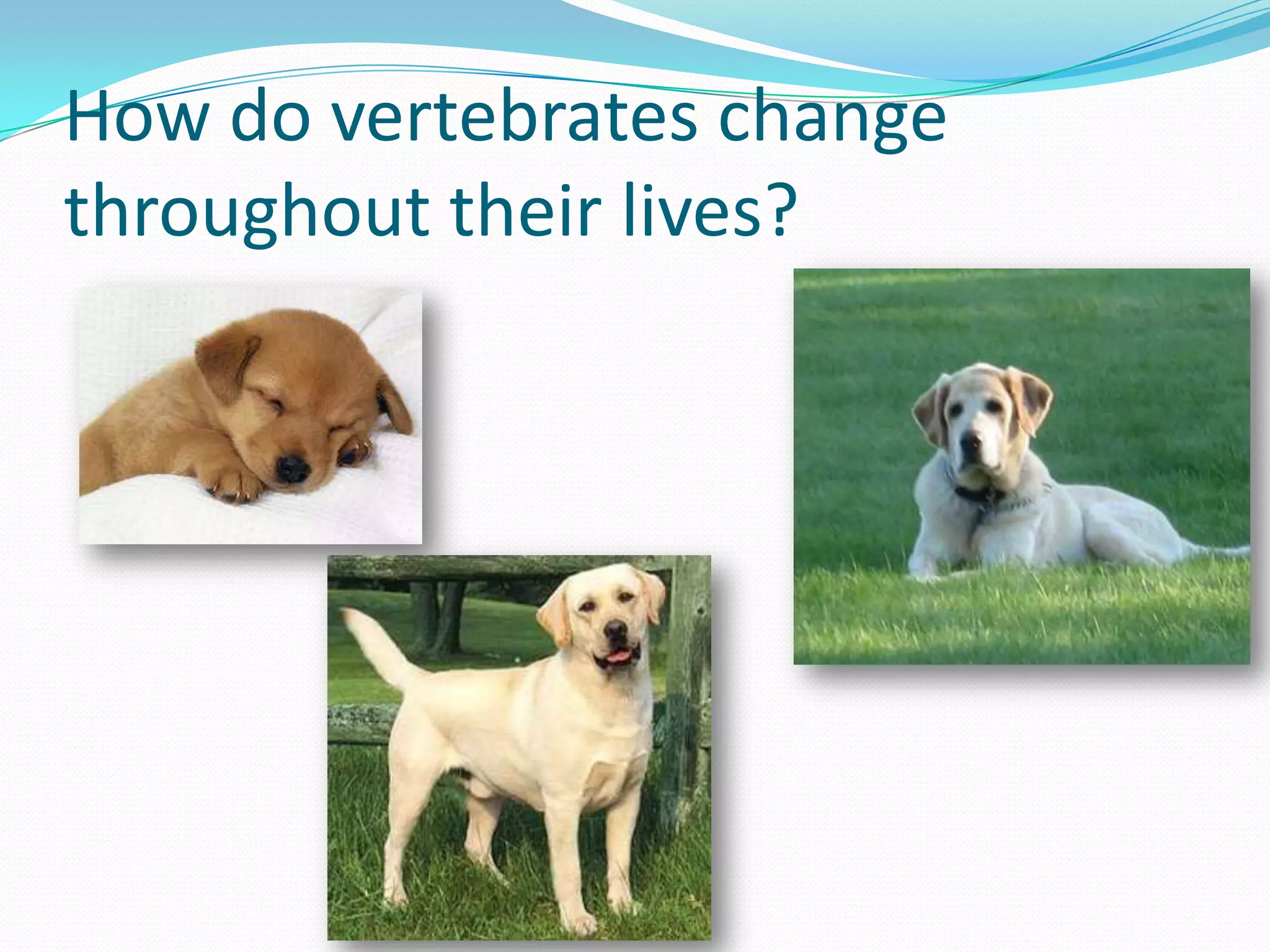 Vertebrates stages of life | PPTX