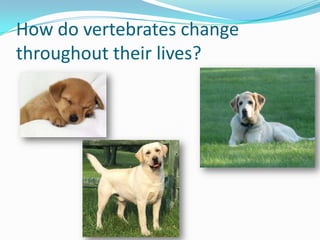 Vertebrates stages of life | PPT