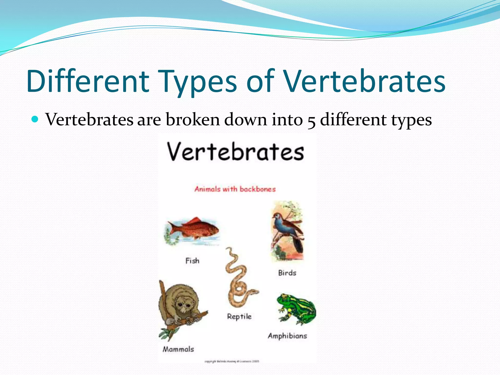 Vertebrates vs invertebrates | PPTX