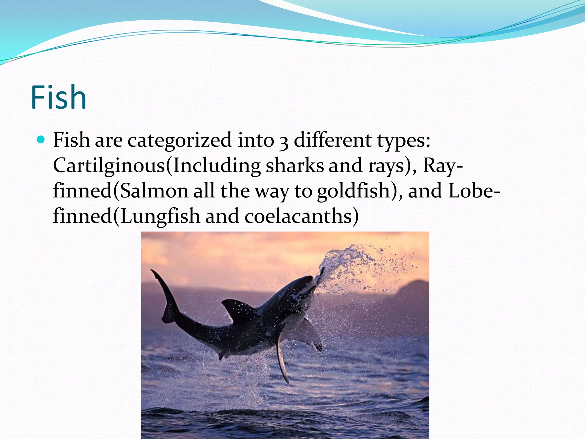 Vertebrates vs invertebrates | PPTX