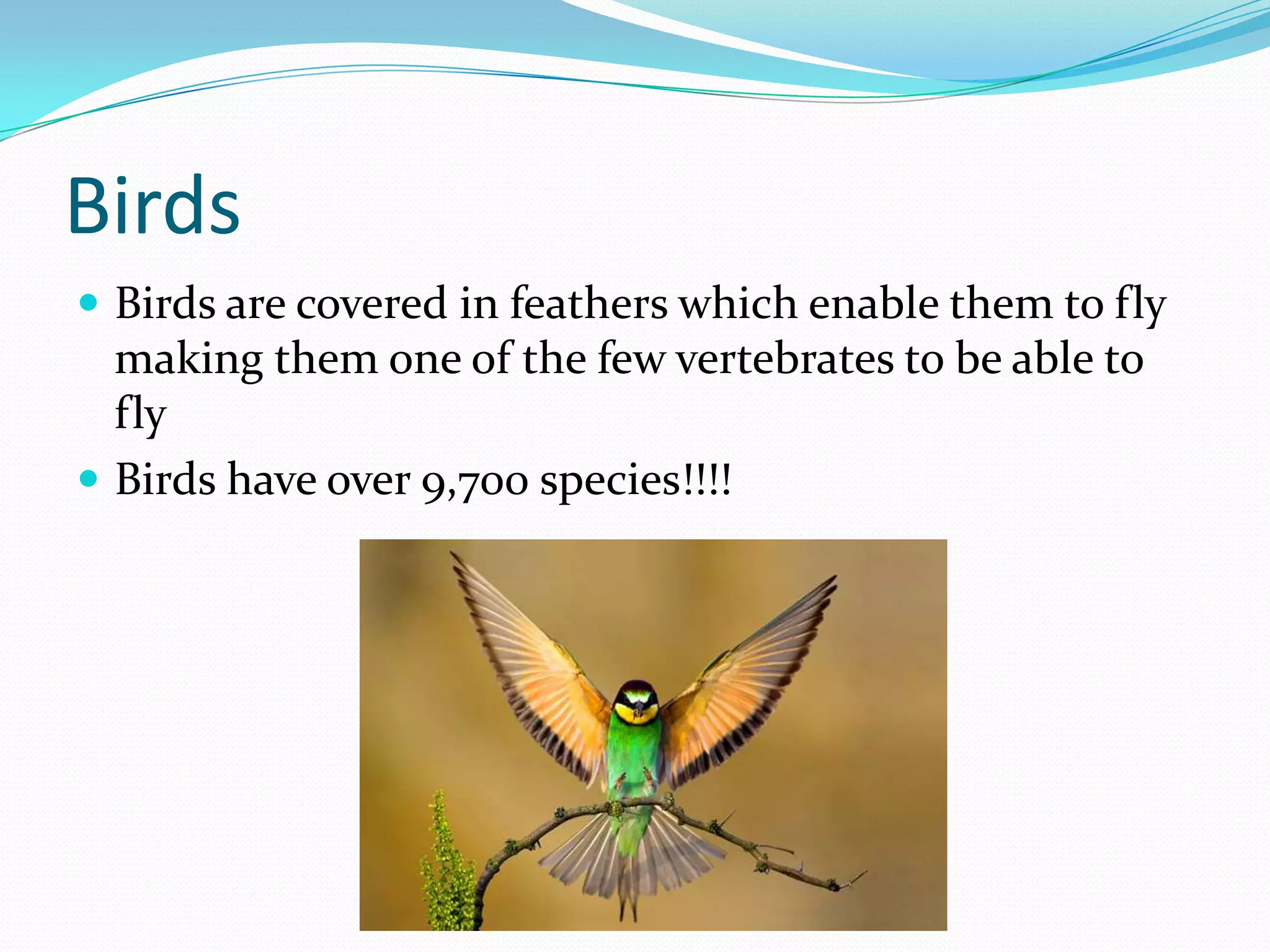 Vertebrates vs invertebrates | PPTX