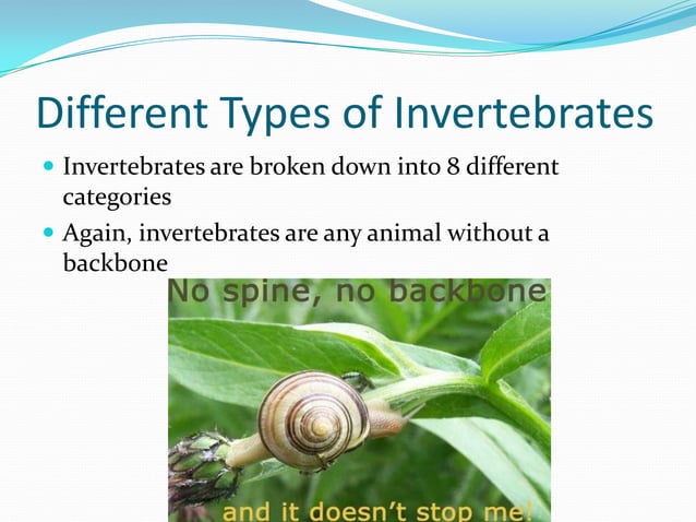 Vertebrates vs invertebrates | PPTX | Biological Sciences | Science