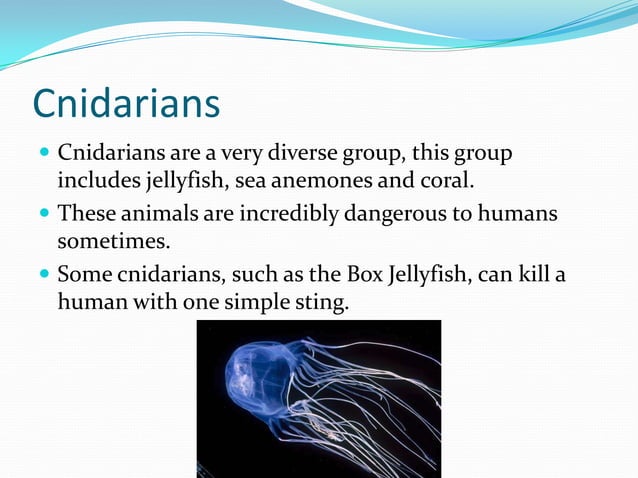 Vertebrates vs invertebrates | PPTX | Biological Sciences | Science
