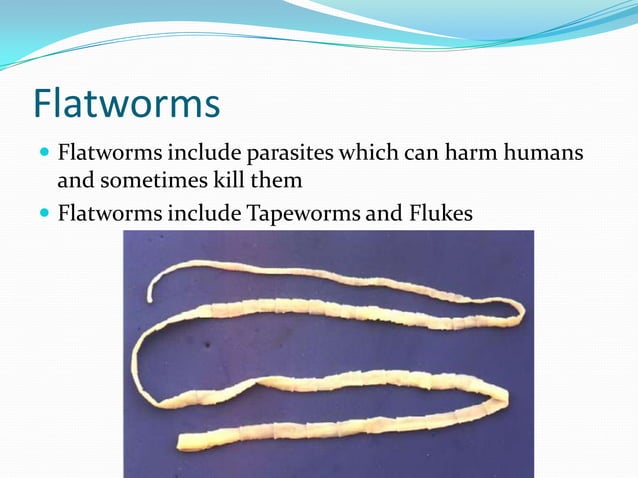 Vertebrates vs invertebrates | PPTX | Biological Sciences | Science