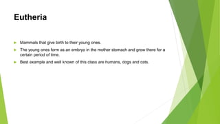 Vertebrate systematics | PPTX