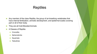 Vertebrate systematics | PPTX