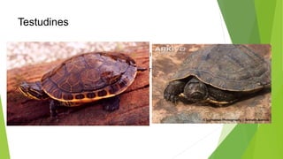 Vertebrate systematics | PPTX