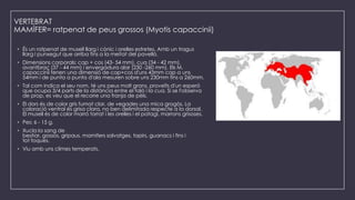 Vertebrat n1 ratpenat de peus grossos | PPTX