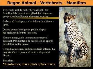 Vertebrats | PPS
