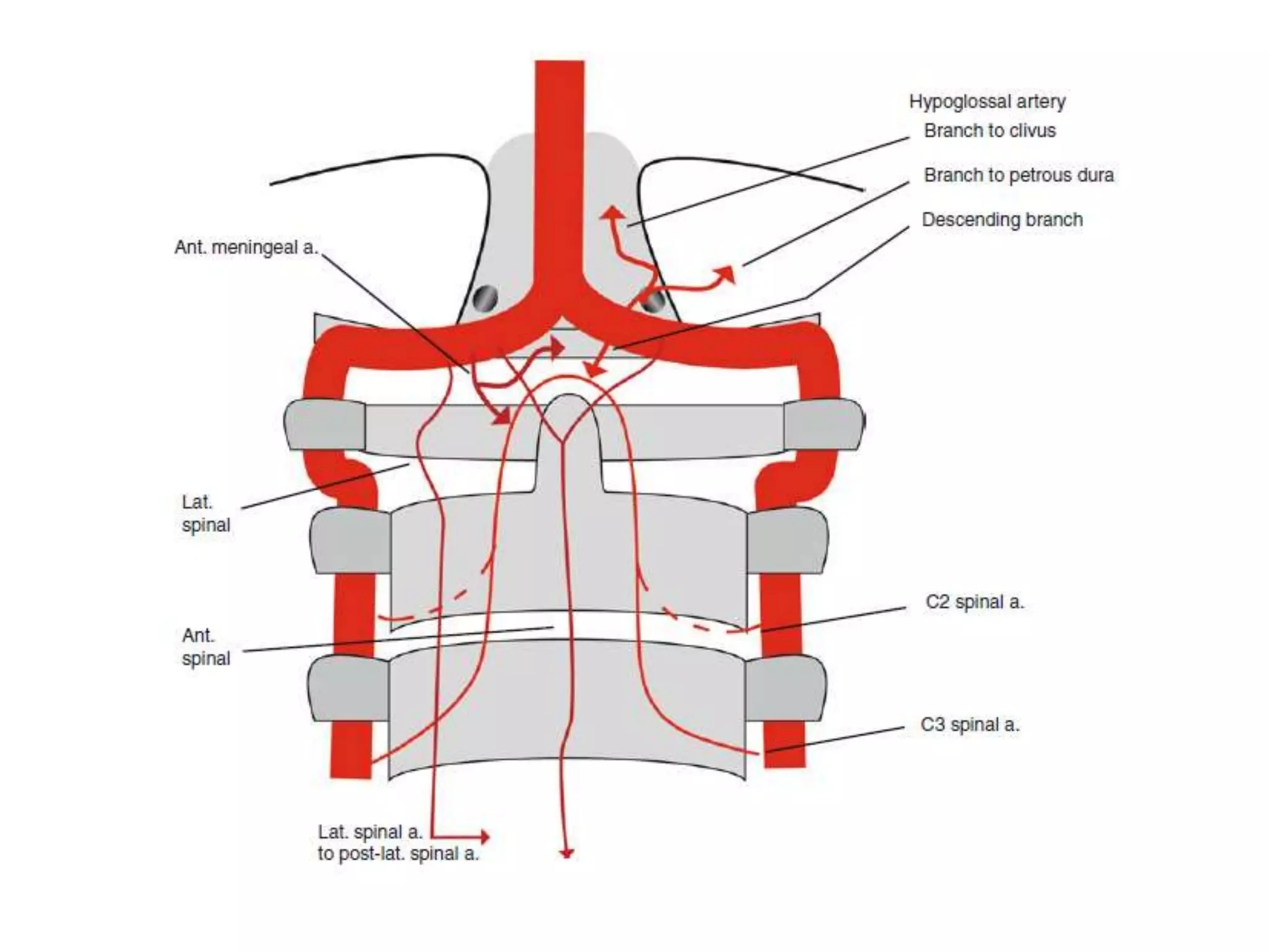 Anatomy of the posterior cerebral circulation | PPT