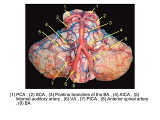 Anatomy of the posterior cerebral circulation | PPT
