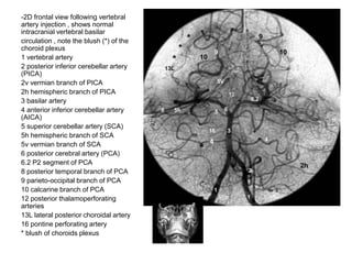 Anatomy of the posterior cerebral circulation | PPT