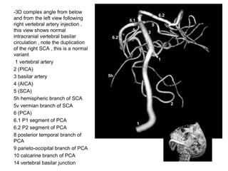 Anatomy of the posterior cerebral circulation | PPT
