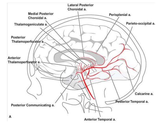 Anatomy of the posterior cerebral circulation