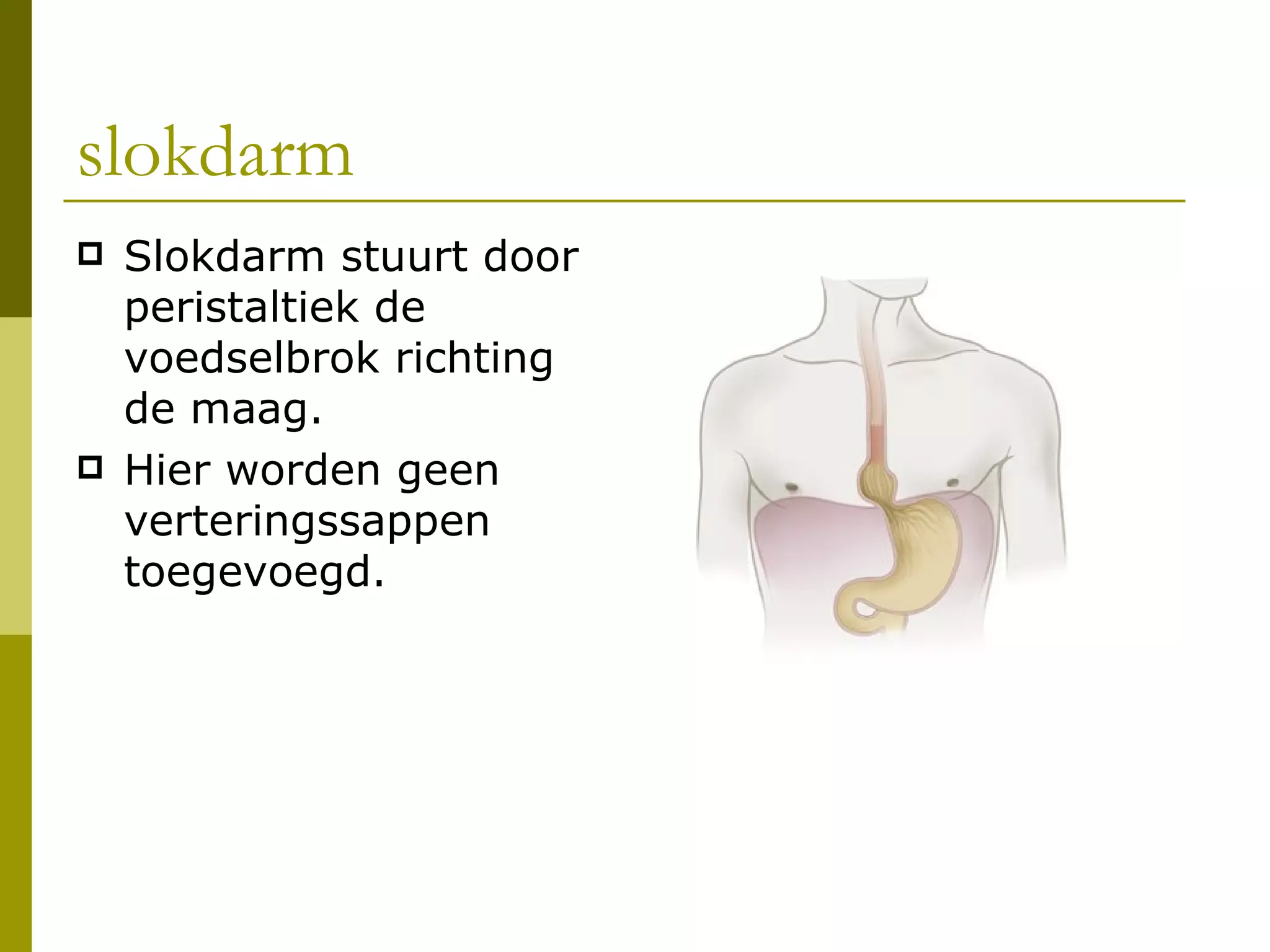 Verteringsstelsel | PPT