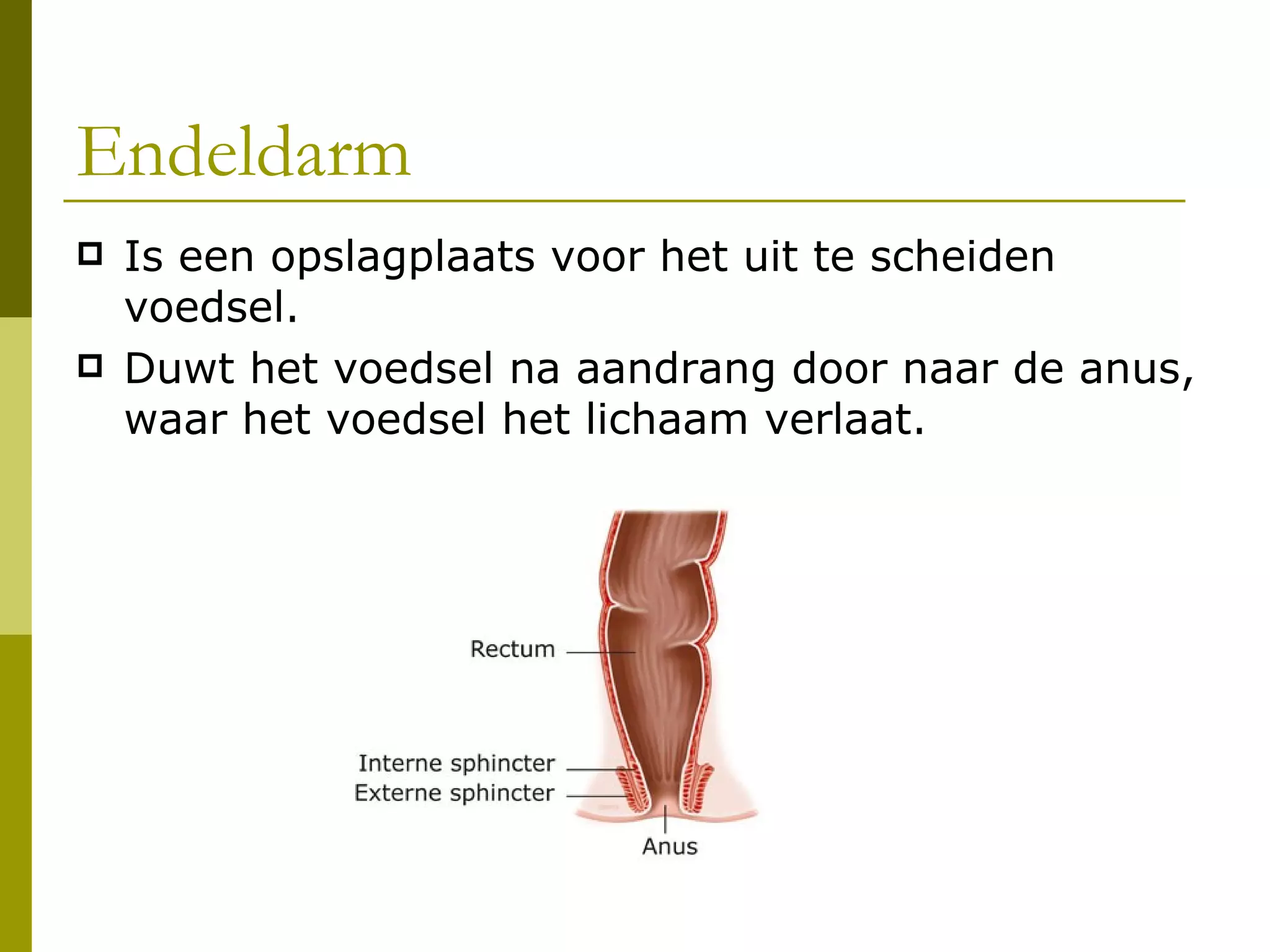 Verteringsstelsel | PPT