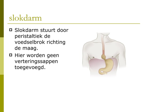 Verteringsstelsel | PPT