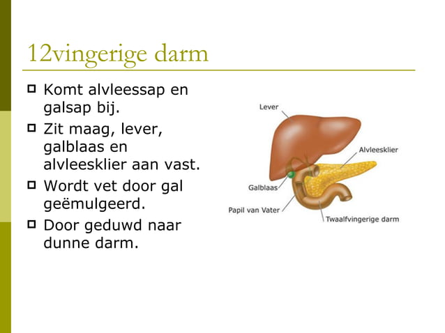 Verteringsstelsel | PPT