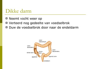 Verteringsstelsel | PPT
