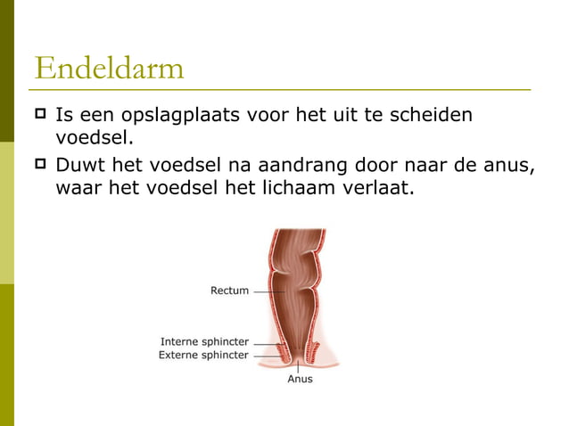 Verteringsstelsel | PPT