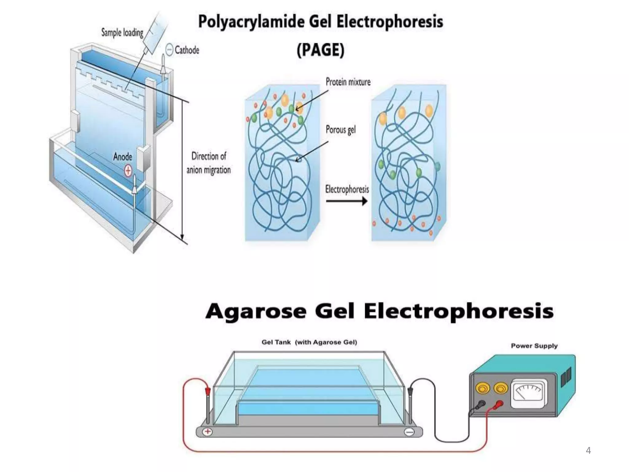 Vertical Gel Electrophoresis | PPTX