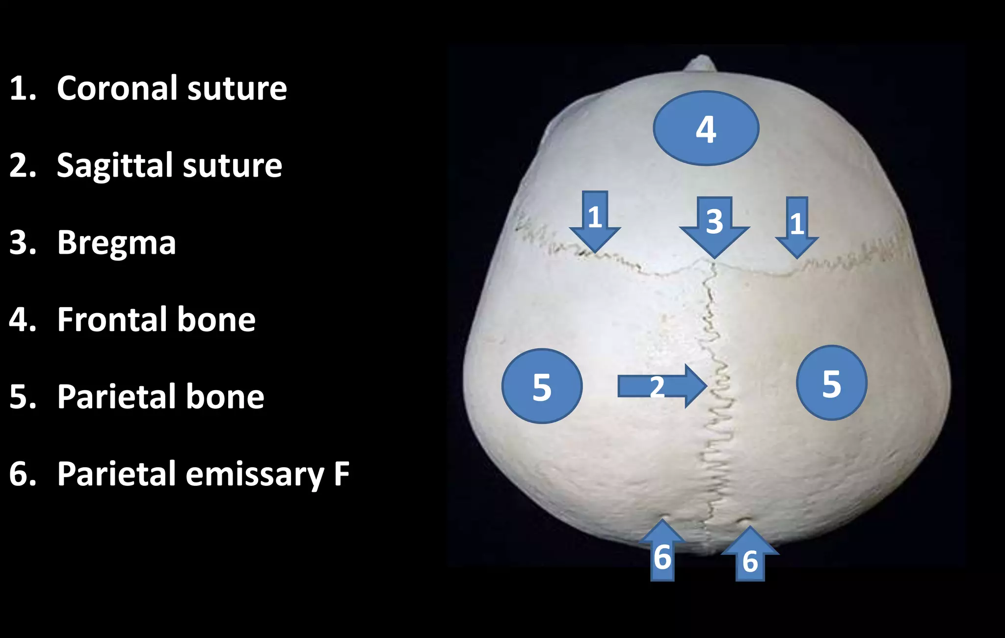Norma Verticalis of skull | PPTX