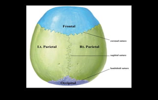 Norma Verticalis of skull | PPTX