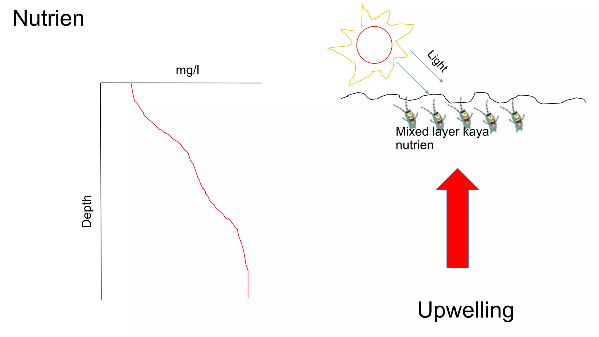 Vertical Structure of the Open Ocean: Biology of the Mixed Layer | PPTX